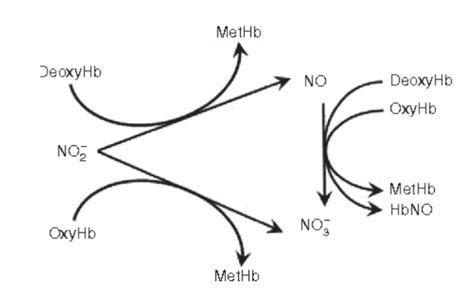 Cemaran Nitrit Dalam Air Sumber Tingkat Risiko Dan Efeknya Pada