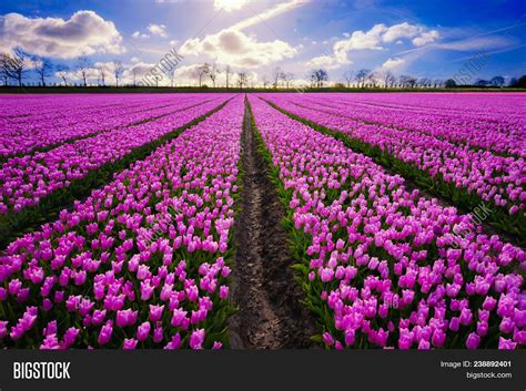 Purple Tulip Flower Image And Photo Free Trial Bigstock