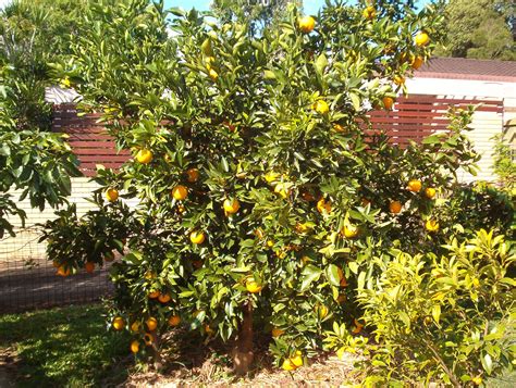 My Edible Fruit Trees Orange Trees QLD