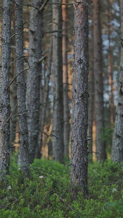 6000 Video Intipmandibugil Terbaik · Unduh Gratis 100 · Video Stok