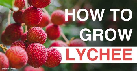 How To Grow Lychee