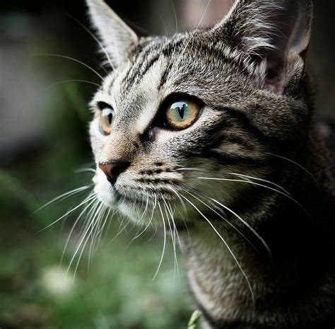Deploying Deep Learning Models Create A Model Is One Thing But By