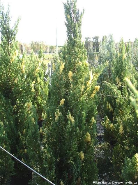 فروش کاج جونی پروس مش ابلق ایستاده