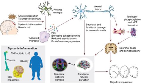 Neuroinflammation Is Independently Associated With Brain Network Dysfunction In Alzheimers