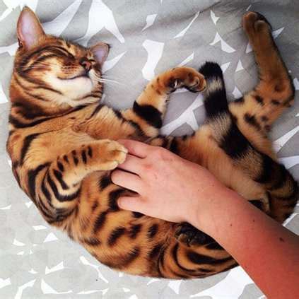 Bengal ou gato de bengala uma raça peculiar de gatos MercadoETC