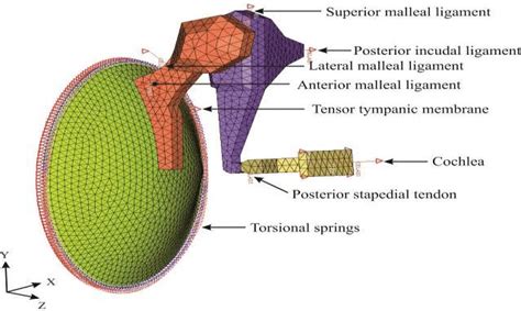 Finite Element Model Of Model Iii Complete Model Of The Human Middle
