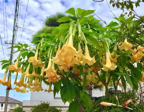 エンジェルストランペットの花言葉｜花の特徴や種類、毒があるって本当？｜🍀greensnap（グリーンスナップ）