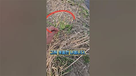 주인없는 논두렁마늘주인은 Youtube