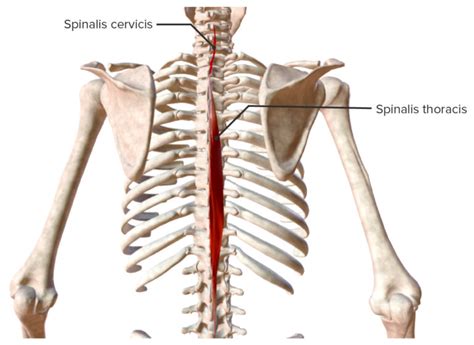 Músculos de la Espalda Anatomía Concise Medical Knowledge