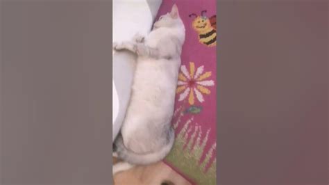 #котик #красивый #крутой #милый #пушистый #сладкий - YouTube