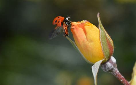 Ladybug Wing Spread Wings Ready To Free Photo On Pixabay