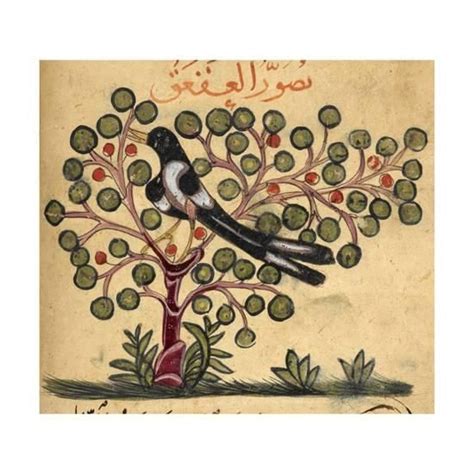 Magpie Giclee Print Aristotle Ibn Bakhtishu Giclee