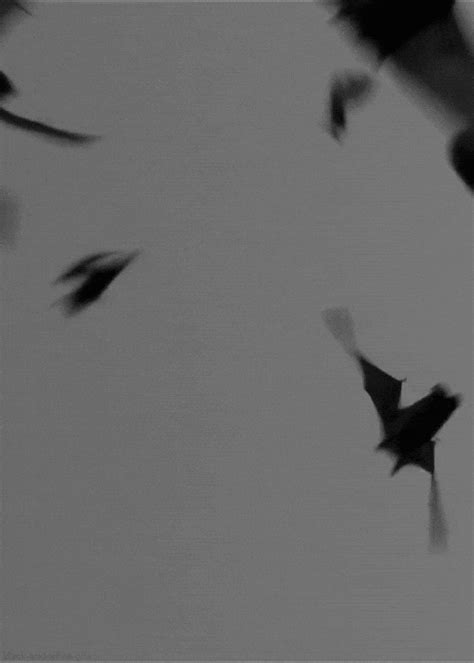 Bat Love  Find And Share On Giphy