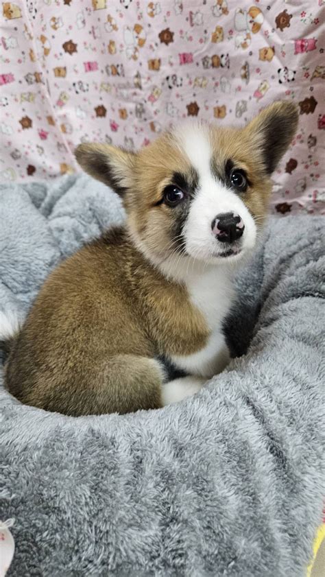 柯基犬 編號12已有家 金熊貓專業貓舍南龍專業犬舍 寵物店寵物店推薦高雄寵物店大社區寵物店