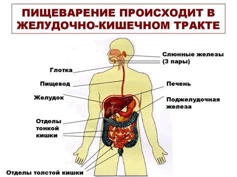 Пищеварение Значение пищеварения презентация онлайн