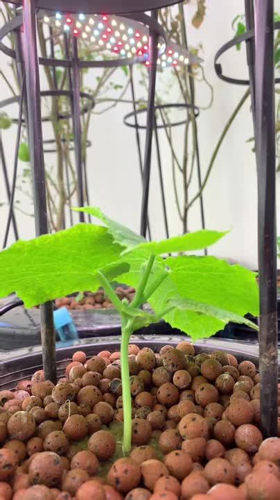 Samia Lemfadli On Linkedin Our Plants Be Chattin Lol