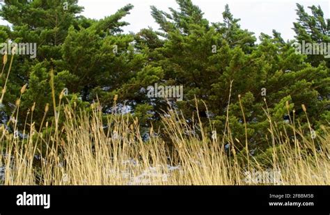 Australian Native Grass Tree Stock Videos And Footage Hd And 4k Video