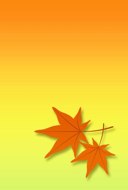 30 Japanese Threadleaf Maple Tree Illustrations Stock Illustrations
