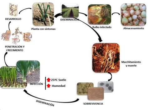 Figure 1 3 From Biocontrol De Fusarium Oxysporum F Sp Cepae Patógeno De Suelo En Cebolla Con