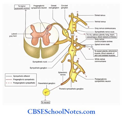 Autonomic Nervous System Functions Notes Cbse School Notes