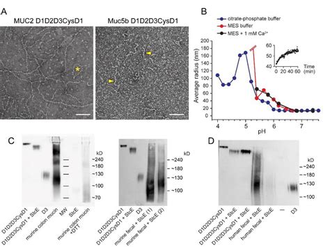 Polymerization Of The Mucin Amino Terminal Region Download Scientific