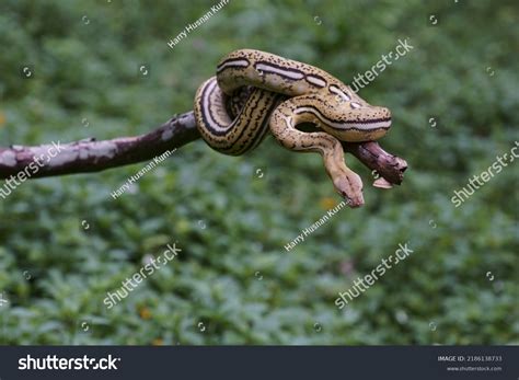 Reticulated Python Python Reticulatus Species Python Stock Photo Shutterstock