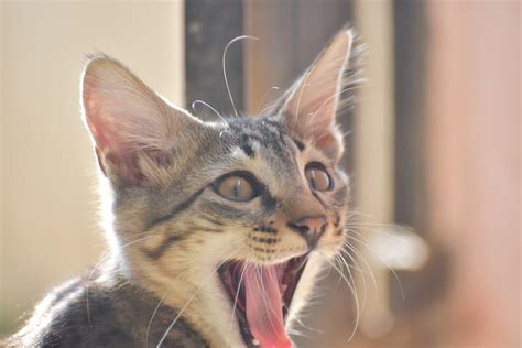 A Cat With Its Tongue Out Photo Free India Image On Unsplash