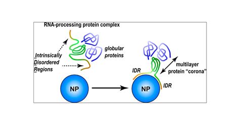 Nanoparticles Associate With Intrinsically Disordered Rna Binding