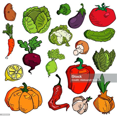 다양 한 손으로 그린 야채 세트입니다 다른 음식 스케치 흰색 절연 0명에 대한 스톡 벡터 아트 및 기타 이미지 0명 가지