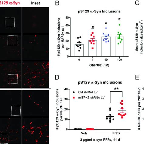 Itpkb Inhibition Increases α Syn Pathology Induced By Preformed