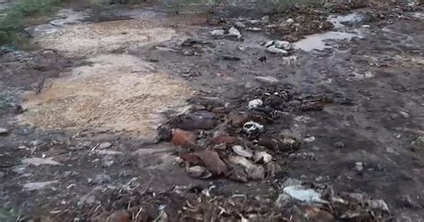 Lumpy Skin Disease Concerns Grow After Dead Cattle Seen In Drone Video