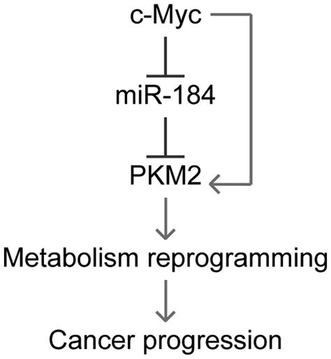 C Myc Modulates Glucose Metabolism Via Regulation Of MiR 184 PKM2