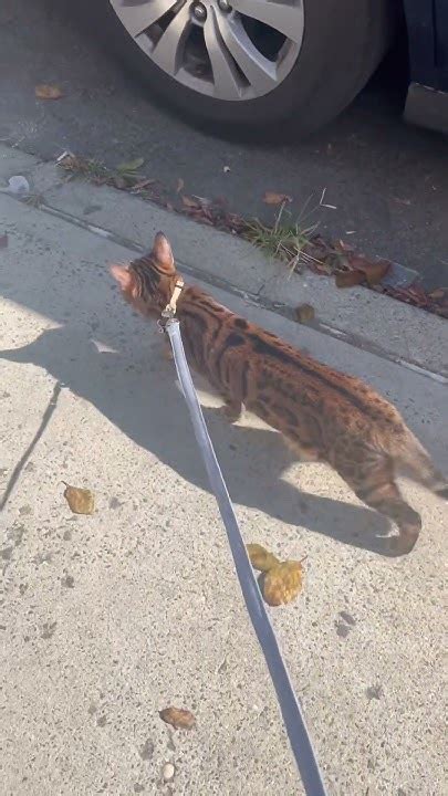 Walking My Cat 这么可爱的小猫咪 Cats 谁不为小猫咪着迷呢 貓 Bengal Cat Youtube