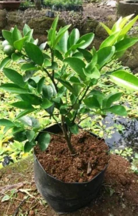 Bibit Pohon Jeruk Tanaman Buah Sunkist Sudah Berbuah Daun Lebat