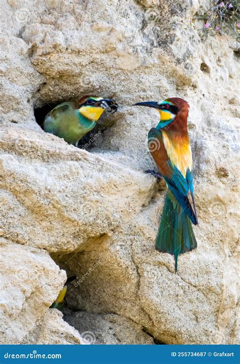 European Bee Eater Merops Apiaster Feeds Juvenile In Breeding Burrow With Bumblebee Stock Image