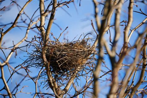 Empty Birds Nest Stock Image Image Of Fall Tree Bird