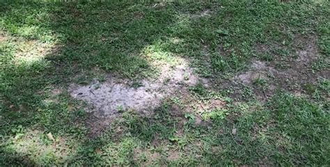 How Long For Centipede Seed To Germinate Grass Killer