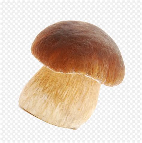 一个草菇PNG图片素材下载 图片编号ydmnwedq 免抠素材网