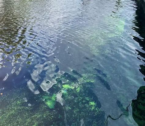 Blue Green Algae Toxins Are A Human Health Risk Calusa Waterkeeper