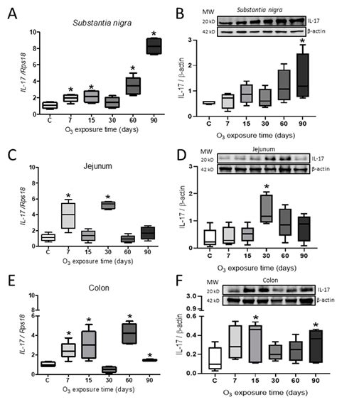 Ijms Free Full Text Accumulation Of Alpha Synuclein And Increase In
