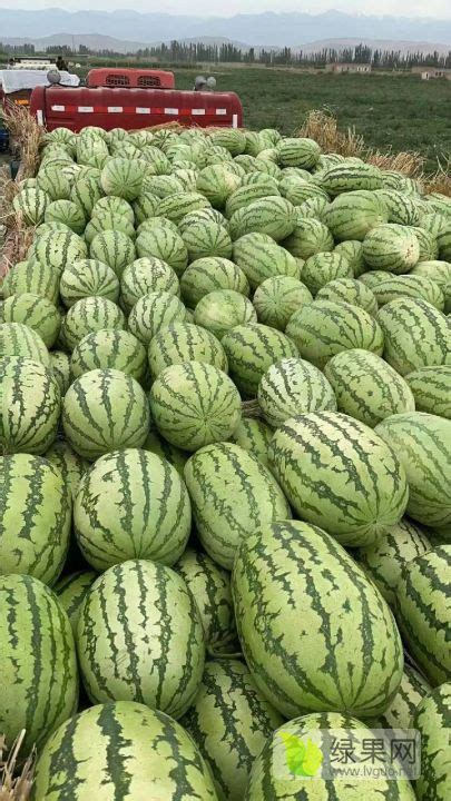 宁夏中卫石头瓜金定货一号质量有保证人在产地代发园子 西瓜商情网 2023年西瓜价格行情