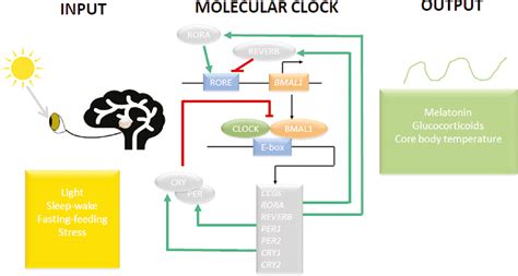 Figure 1 From Circadian Clocks And Their Integration With Metabolic And