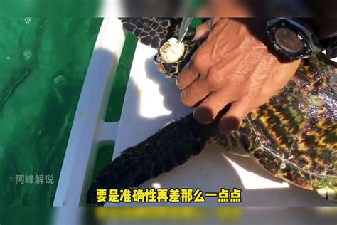海龟的头被藤壶寄生，可最后一看肚子，真的没想到