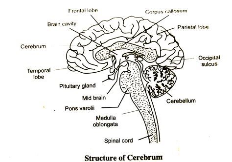 Decribe The Structure Of Cerebrum Add A Note On The Fucntion Sarthaks EConnect Largest