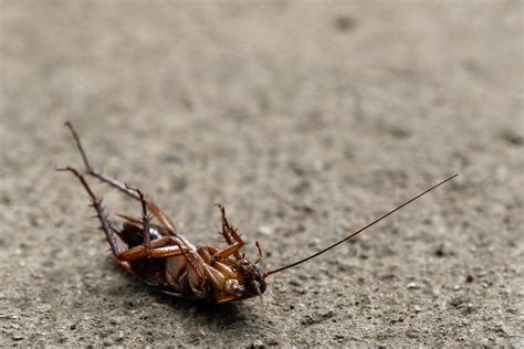 80개의 최고의 바퀴벌레 사진 · 100 무료 다운로드 · Pexels 스톡 사진