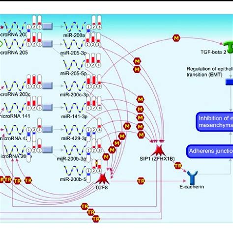 Metacore Pathway Analysis Showing The Involvement Of Differently Download Scientific Diagram