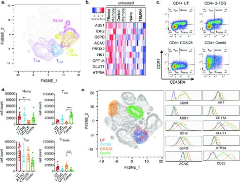 T Cell Memory Subsets Differentially Respond To Glycolytic Inhibition Download Scientific