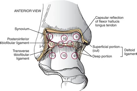 Arthroscopy Of The Foot And Ankle Clinical Tree
