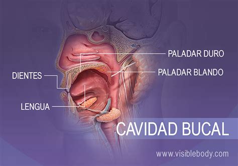 Hecho Para Recordar Tuyo Codo Funcion De La Cavidad Oral Intimidad Ama