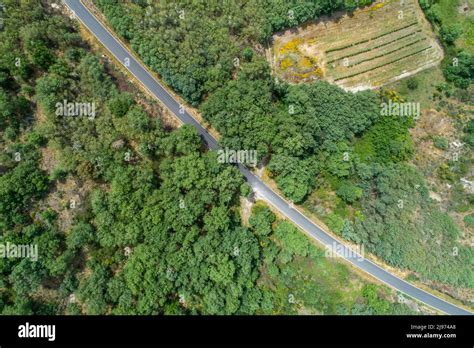Aerial View Of A Road Through A Holm Oak Forest Zenithal Shot Stock